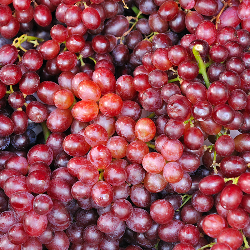 Moore's Red Grapes | Grapes | Wenger Grapes