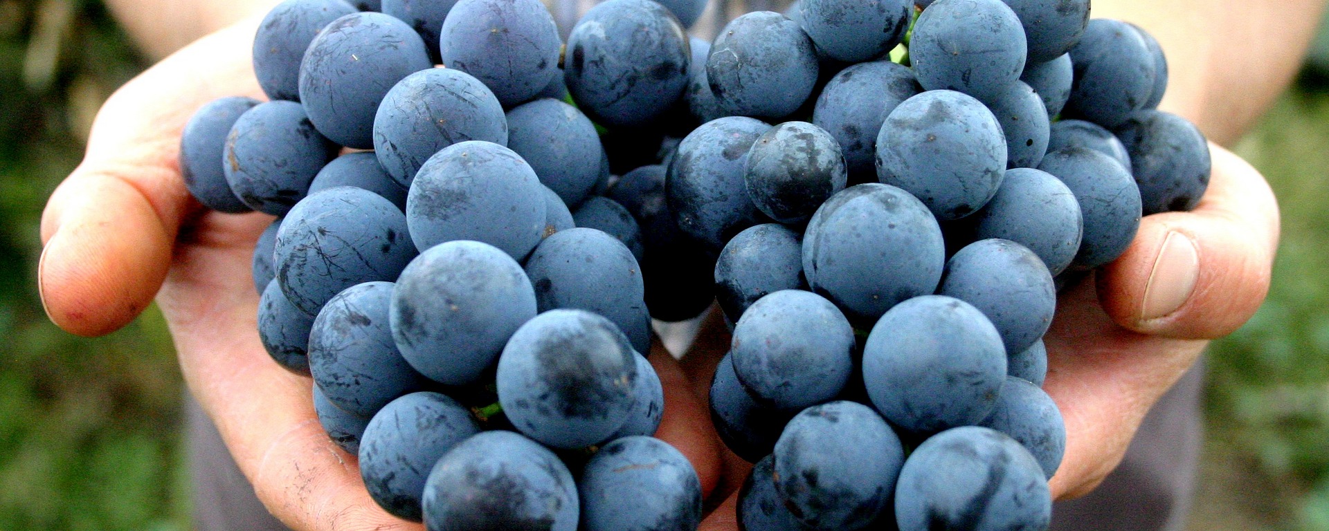 Home | Wenger Grapes | Shenandoah Valley