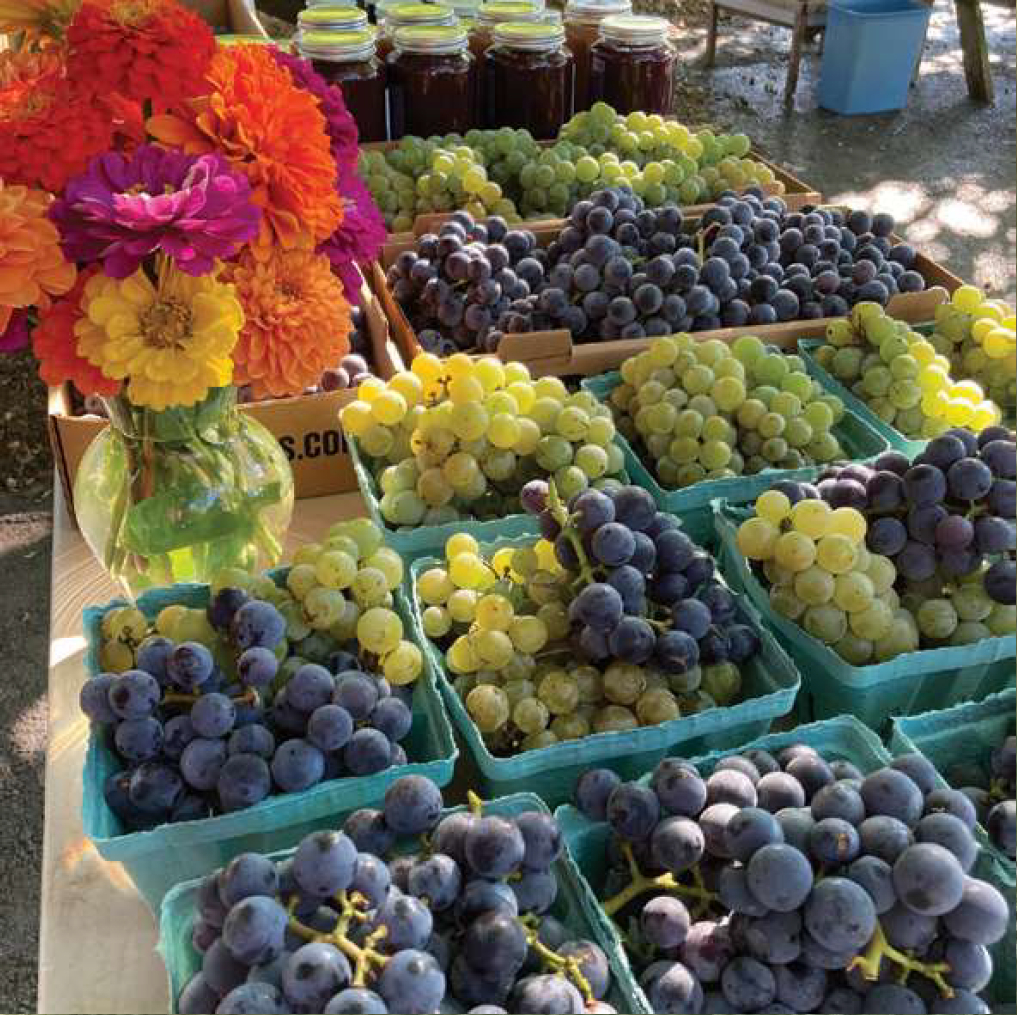 This Augusta Community Guide - Spring/Summer 2024 - Wenger Grapes